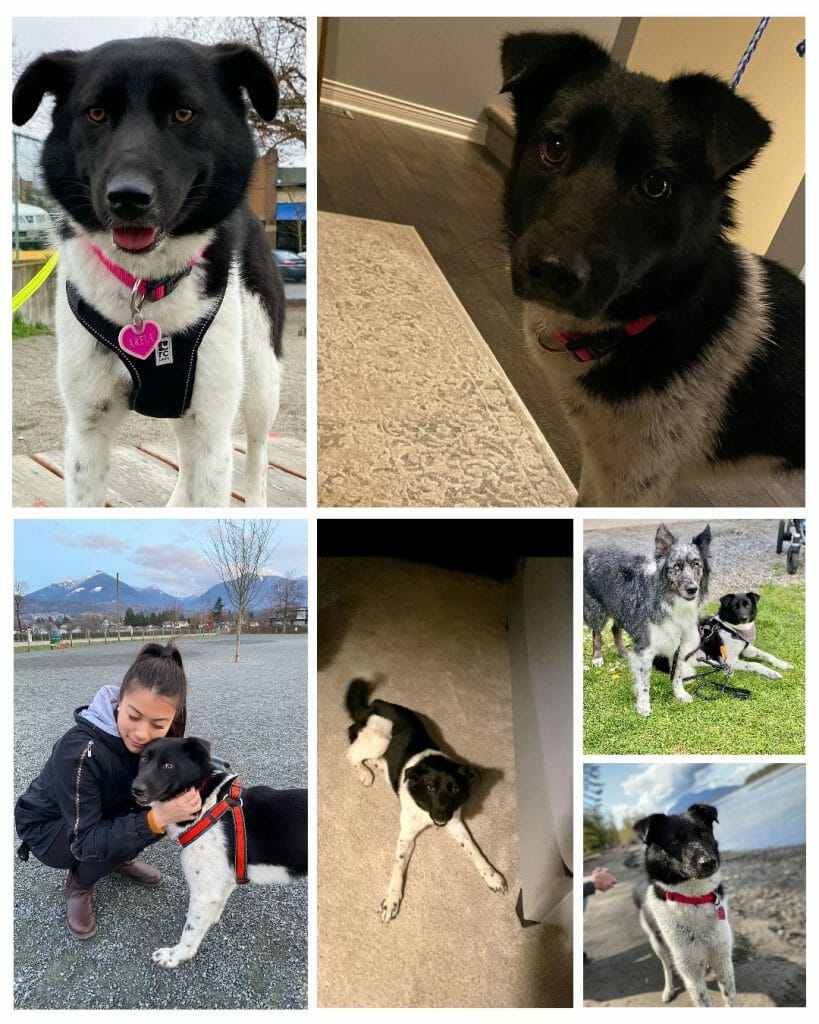 RESCUE UPDATE: Dogs Flown from China Are Thriving in Their Forever Homes