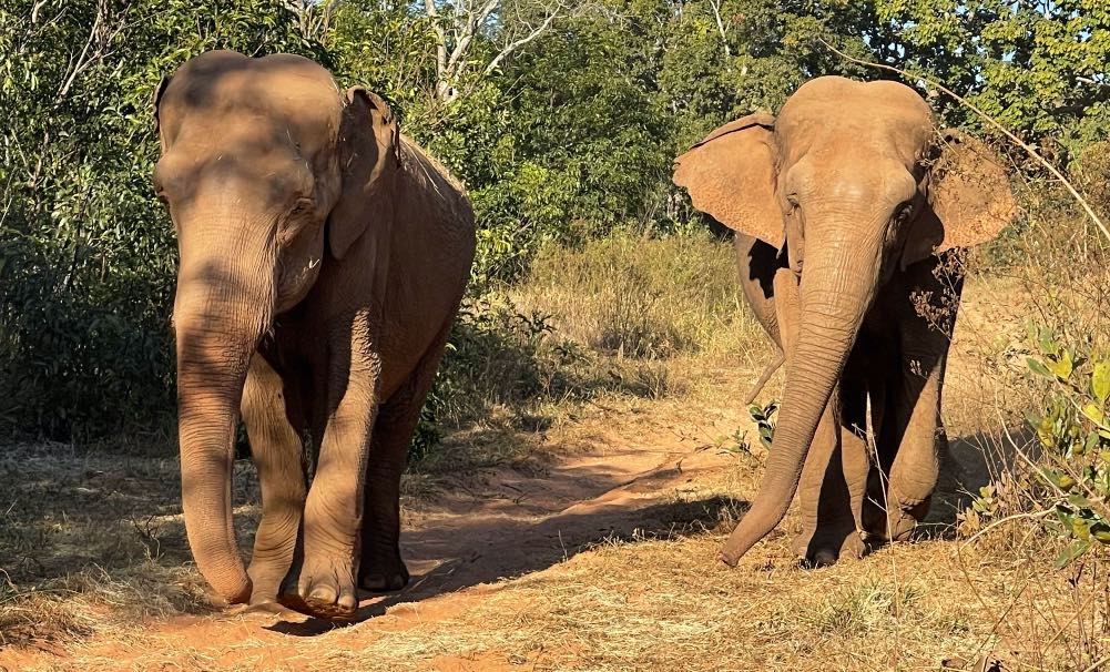 Mother and Daughter Elephants Now on Their Way to Sanctuary in Brazil