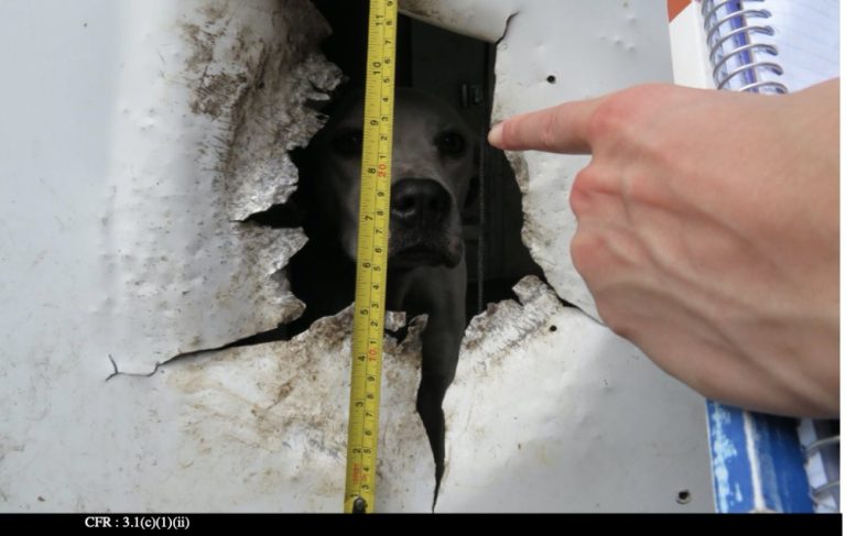 Exhibitor With Emaciated, Parasite-Ridden Tigers Hasn’t Been Inspected ...