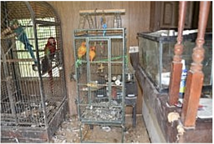 Exhibitor With Emaciated, Parasite-Ridden Tigers Hasn’t Been Inspected ...