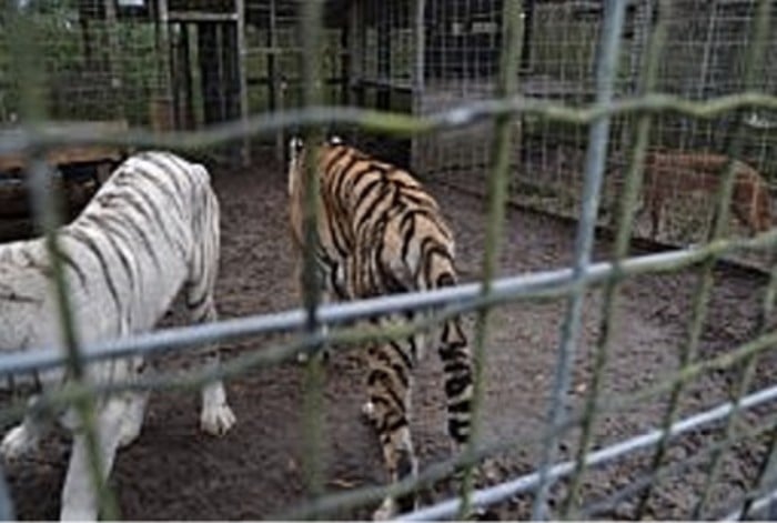 Exhibitor With Emaciated, Parasite-Ridden Tigers Hasn’t Been Inspected ...