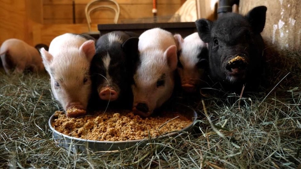 New Reality TV Show Features A Love Story — And A Family of Pigs