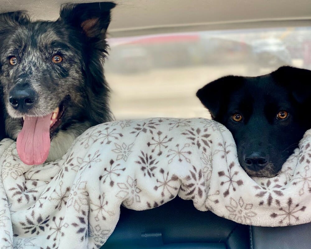 RESCUE UPDATE: Dogs Flown from China Are Thriving in Their Forever Homes