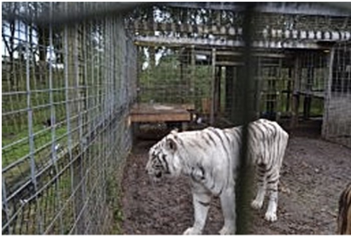 Exhibitor With Emaciated, Parasite-Ridden Tigers Hasn’t Been Inspected ...
