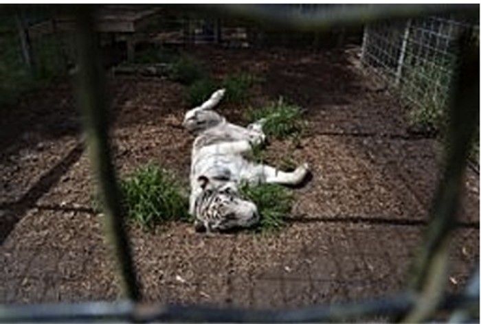 Exhibitor With Emaciated, Parasite-Ridden Tigers Hasn’t Been Inspected ...