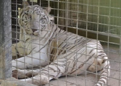 Petition: Justice for Emaciated, Parasite-Ridden Tigers Florida at ...
