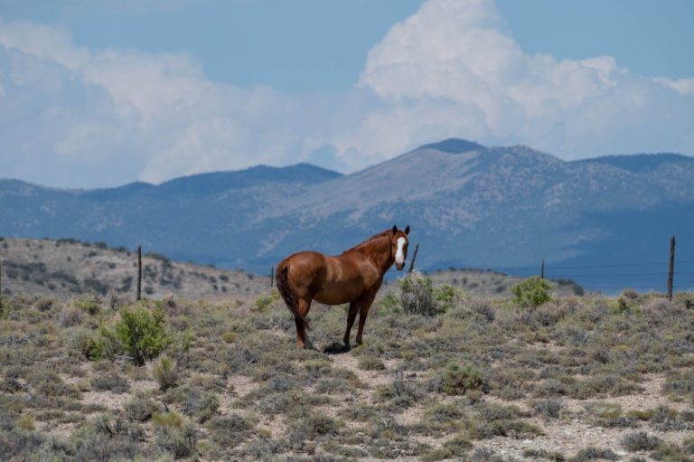 23 Wild Horses Killed During Cruel Nevada Helicopter Roundup