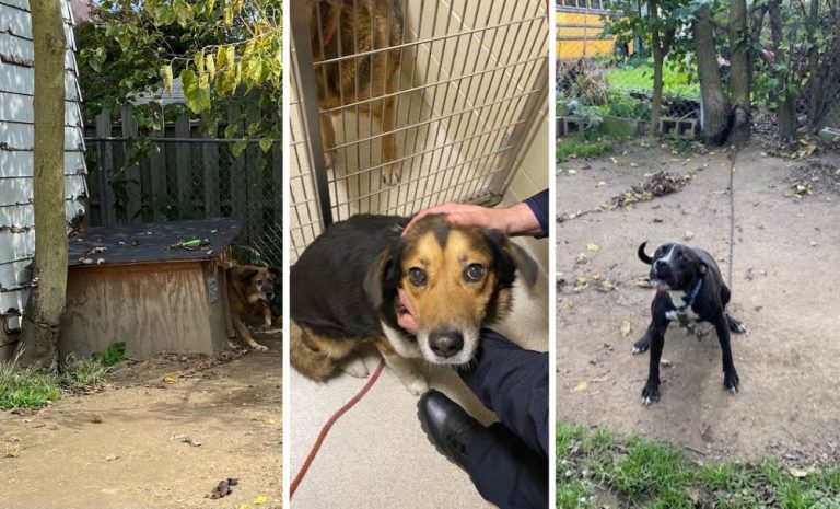 Why ‘No Tether Laws’ and Taking Animal Cruelty Seriously Matter: A Q&A ...