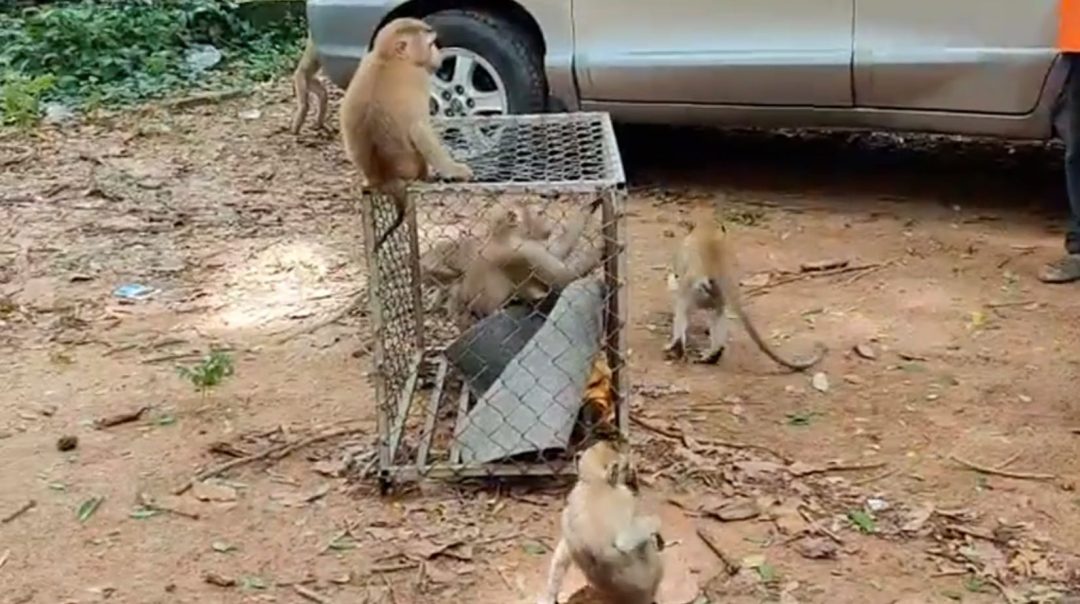 Macaques are being terrorized for social media views