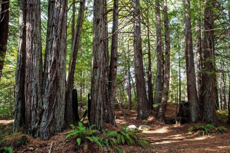 Indigenous People Working To Save Ancient Redwoods Along CA Coast