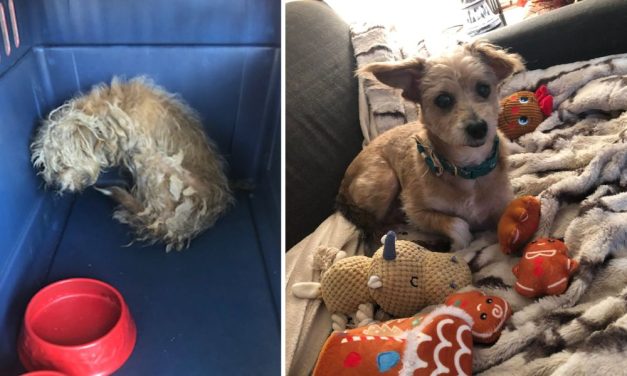 Why ‘No Tether Laws’ and Taking Animal Cruelty Seriously Matter: A Q&A ...