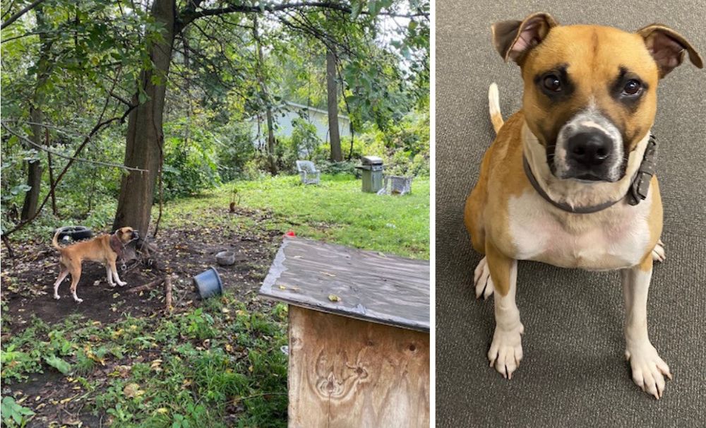 Why ‘No Tether Laws’ and Taking Animal Cruelty Seriously Matter: A Q&A ...