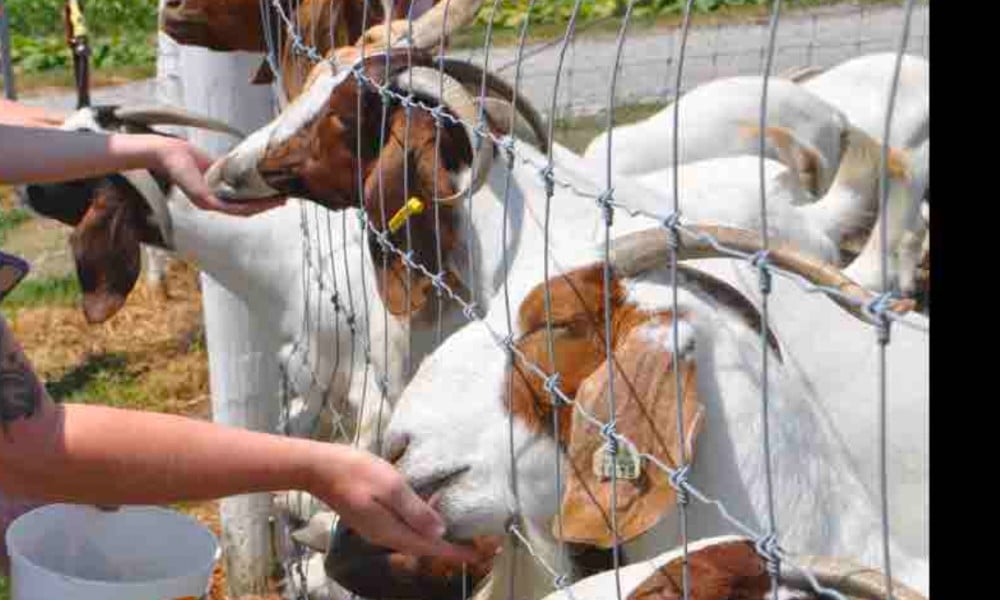 LFT INVESTIGATES: Suffering, Abuse and Death Revealed at U.S. Animal ...