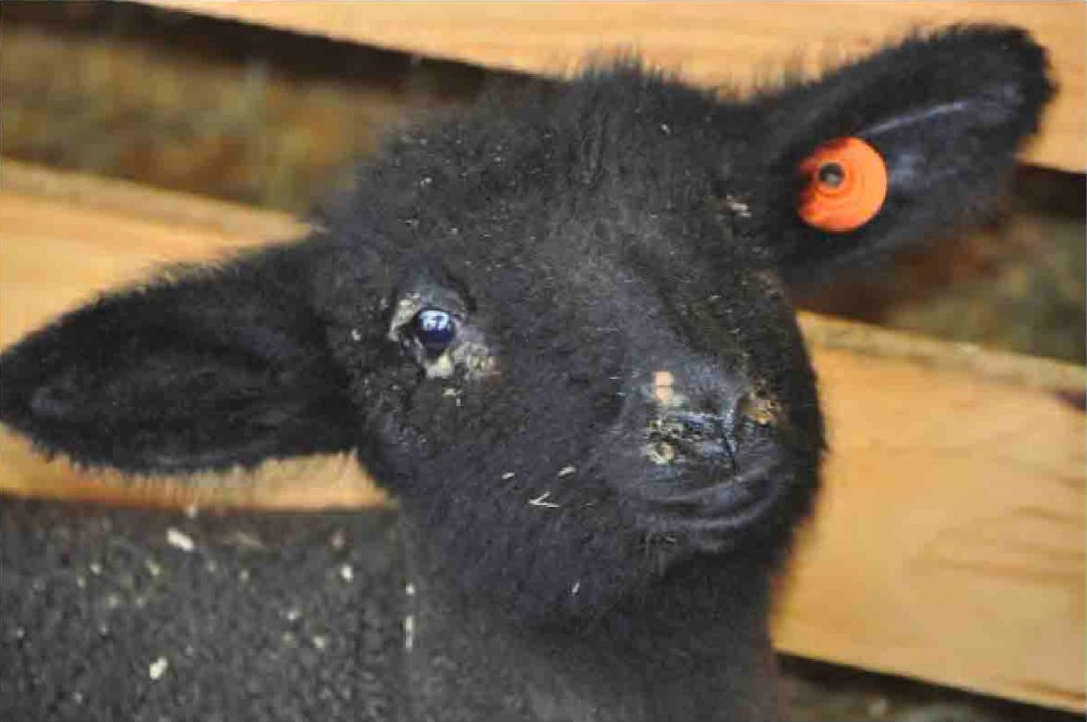 LFT INVESTIGATES: Suffering, Abuse and Death Revealed at U.S. Animal ...