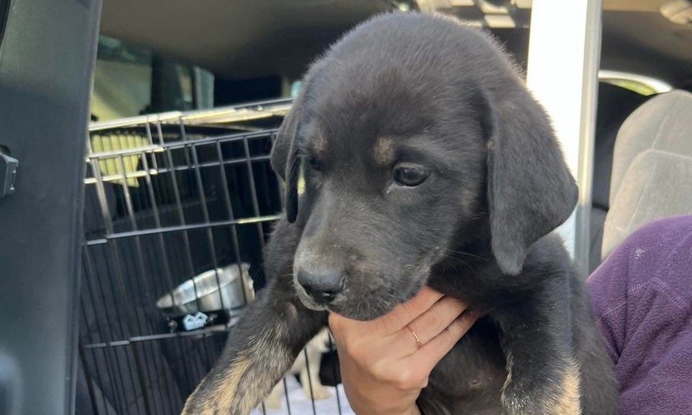 Lady Freethinker Gives $10,000 To Rescue 70+ Dogs From Abandonment ...