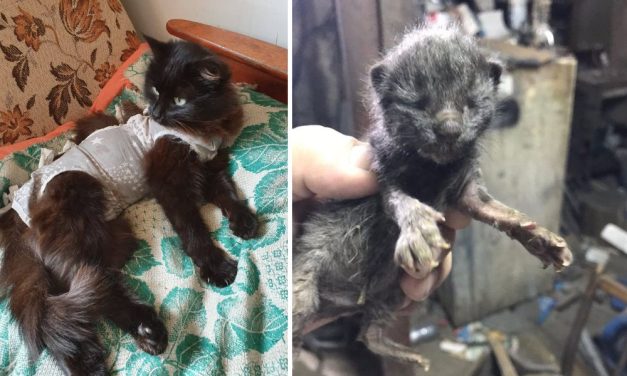 LFT Funds Life-Saving Sanctuary in Romania for Homeless, Disabled Cats