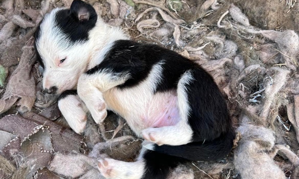 Lady Freethinker Gives $10,000 To Rescue 70+ Dogs From Abandonment ...