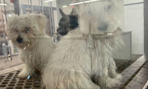 Dogs With Visible Ribs and Protruding Hip Bones Seen at Puppygram Pet Store