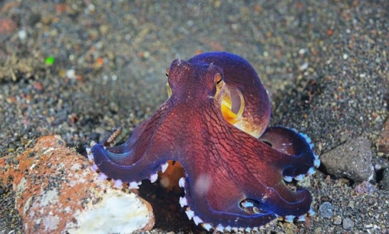 SIGN: Tell Washington State to Say “NO” to Cruel Octopus Farming!