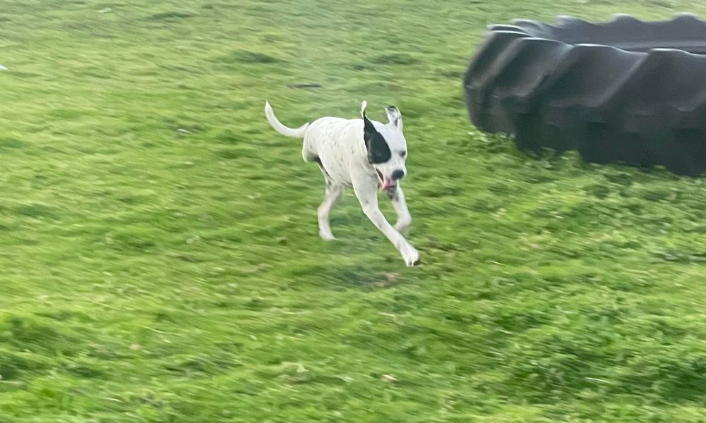 4 Dogs In Truck Accident On The Road to Recovery, Thanks to Texas Rescue