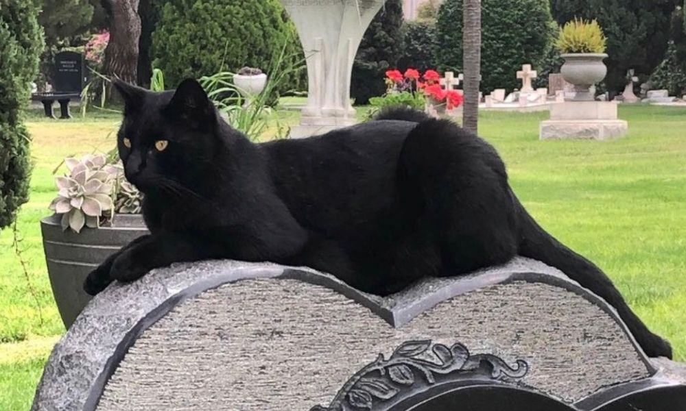 FixNation: Making Los Angeles a More Compassionate Place For Cats