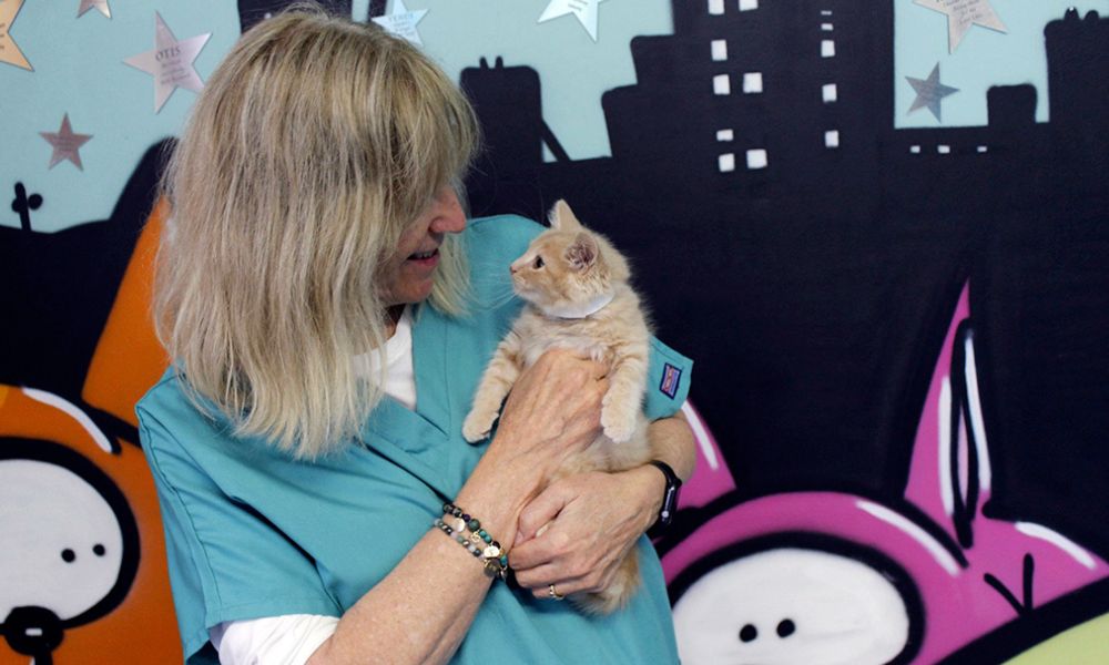 FixNation: Making Los Angeles a More Compassionate Place For Cats