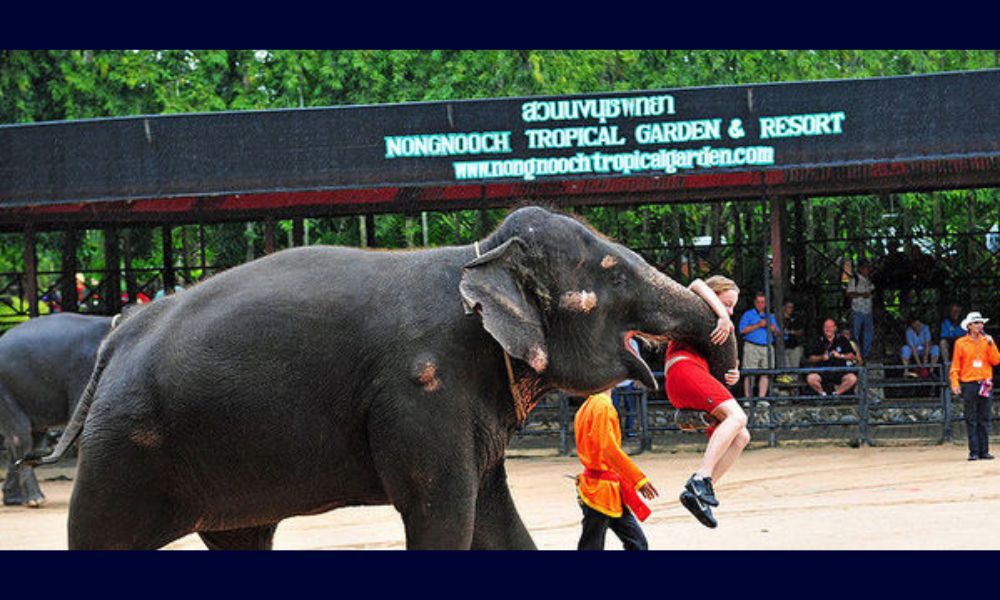 UK Bill To Ban Advertising of Cruel Animal ‘Attractions’ On Its Way