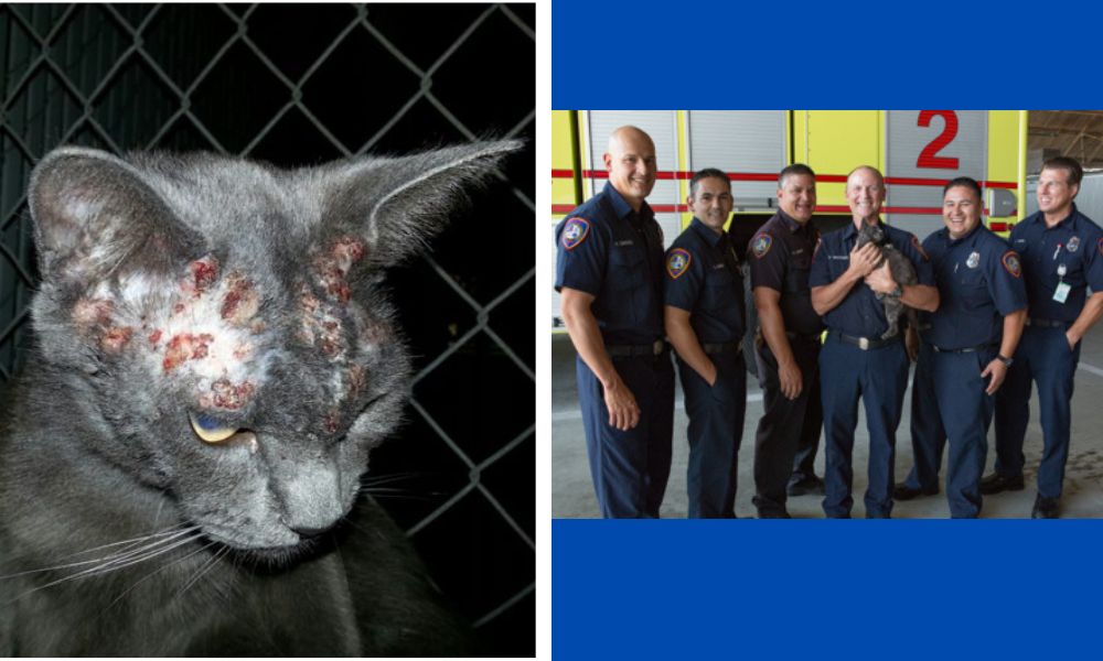 FixNation: Making Los Angeles a More Compassionate Place For Cats