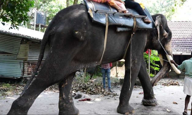 LFT Investigates: Elephants Chained, Wounded, and Forced to Haul ...