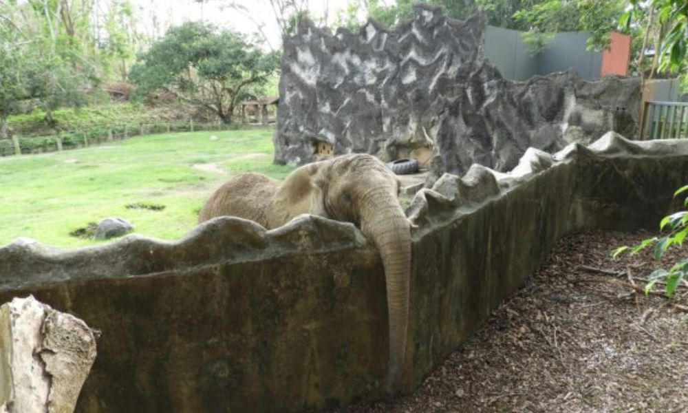 Elephant Isolated in Zoo For 30+ Years Headed to U.S. Sanctuary