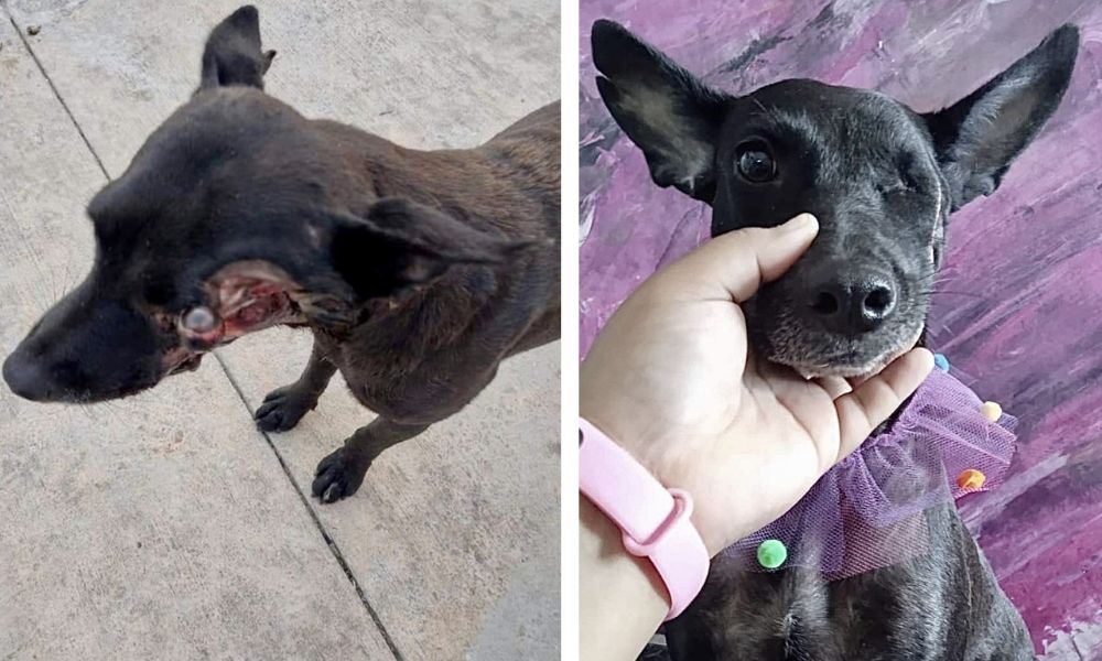 Angel's Story: From Horrific Abuse to Healing At Animal Rescue