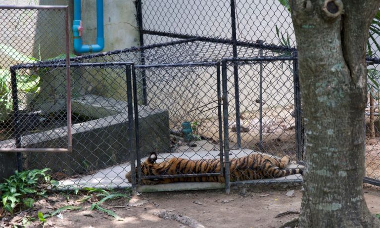 Petition: Justice for Tigers Whipped in the Face and Tightly Chained at ...