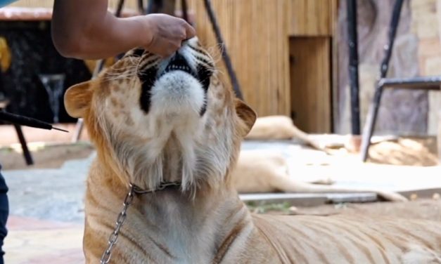 Petition: Justice for Tigers Whipped in the Face and Tightly Chained at ...