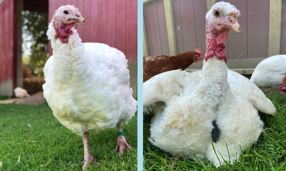 SANCTUARY STORIES: Survivors of Animal Farming Enter Lives of Love ...