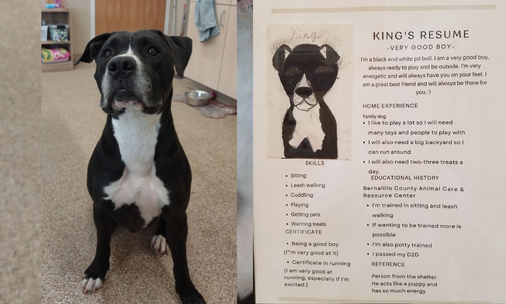 Students Write Shelter Dog 'Resumes' To Help Them Get Adopted