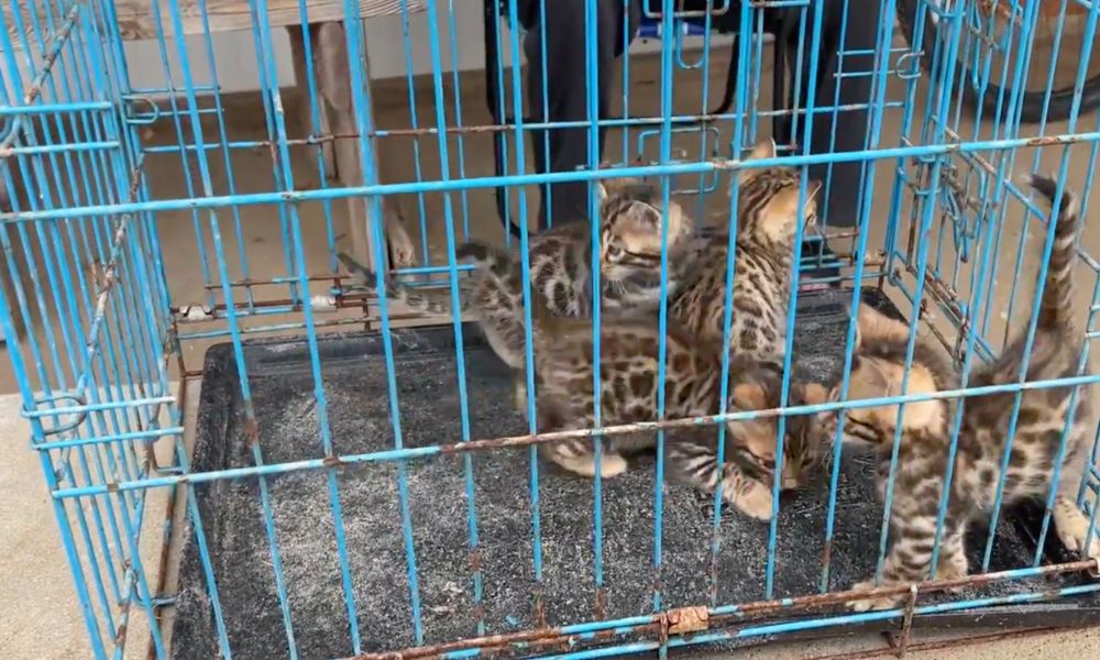 LFT Undercover Investigation Reveals Suffering Puppies at Texas Flea ...