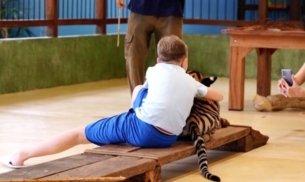 Petition: Justice for Tigers Whipped in the Face and Tightly Chained at Thailand Zoos