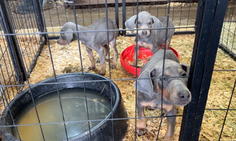 LFT Undercover Investigation Reveals Suffering Puppies at Texas Flea ...
