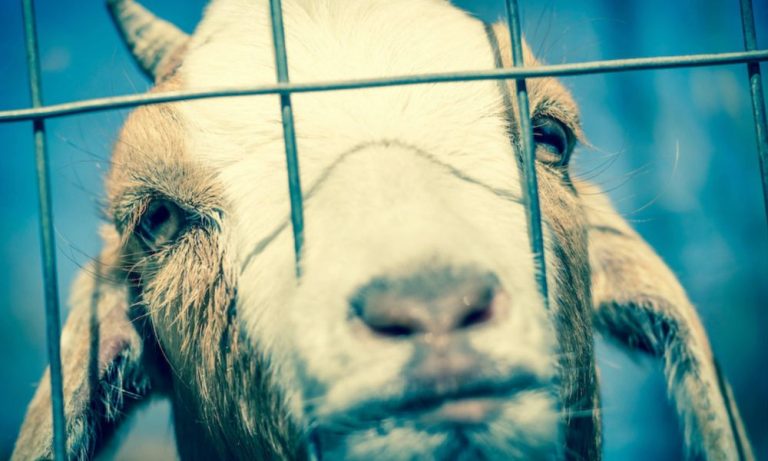 SIGN: Justice For Goats Stuck in Electric Fence