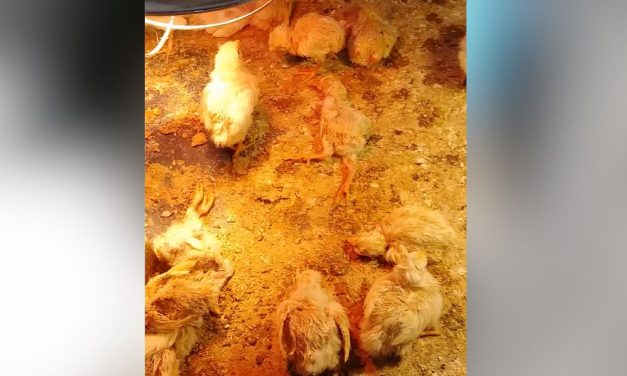 SIGN: Justice for Dead Chicks Reportedly Tossed in Dumpster at Store