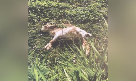 SIGN: Justice For Goats Stuck in Electric Fence