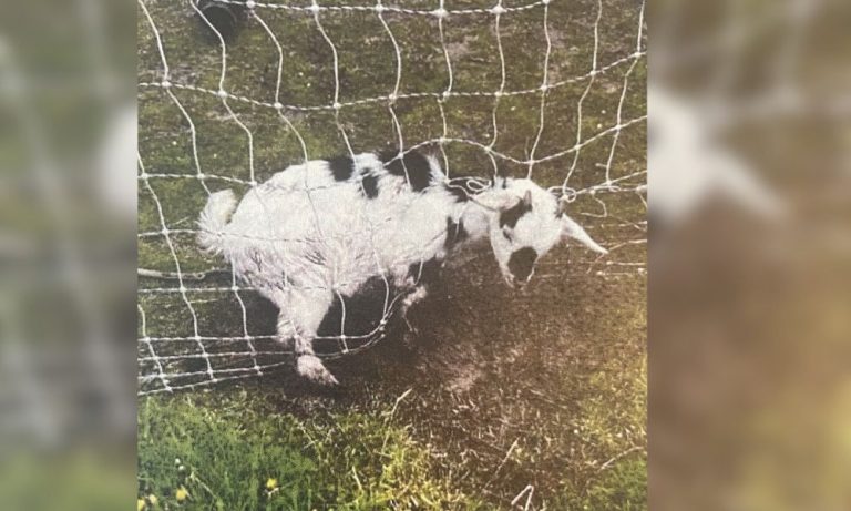 SIGN: Justice For Goats Stuck in Electric Fence