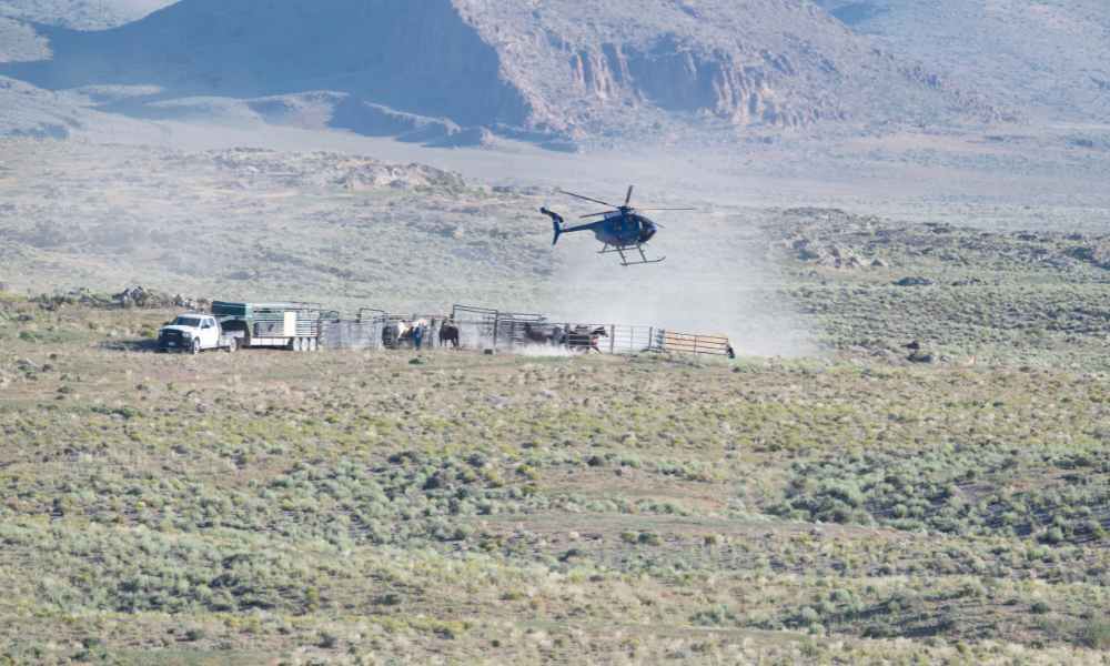 LFT Witness Log: Injury and Death at BLM Wild Horse Helicopter Roundup