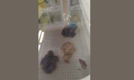 SIGN: Stop Cruel Program Where Chicks are Reportedly Born Deformed and ...