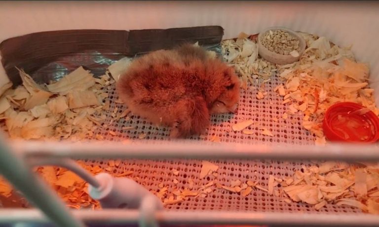 SIGN: Stop Cruel Program Where Chicks are Reportedly Born Deformed and ...