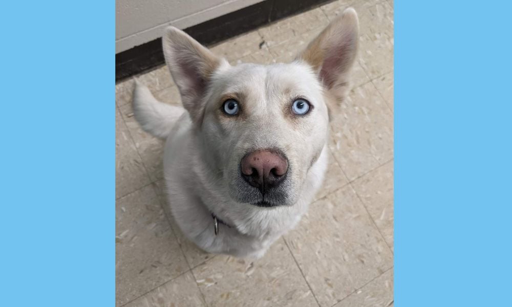 PETITION UPDATE: Sweet Husky Shot in the Head Still Searching For ...