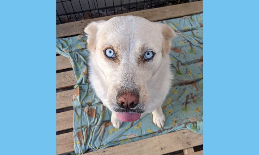 PETITION UPDATE: Sweet Husky Shot in the Head Still Searching For ...