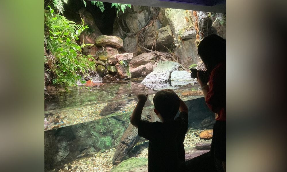 REPORT: Stingrays, Seahorses, and Fish Suffer in ‘Touch Tanks’