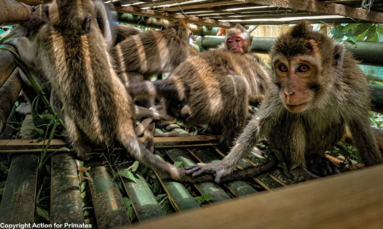Hundreds of Monkeys Captured & Sent to US For Cruel Experiments
