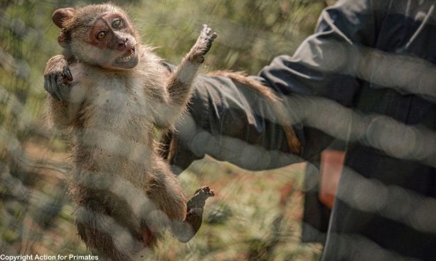 Hundreds of Monkeys Captured & Sent to US For Cruel Experiments